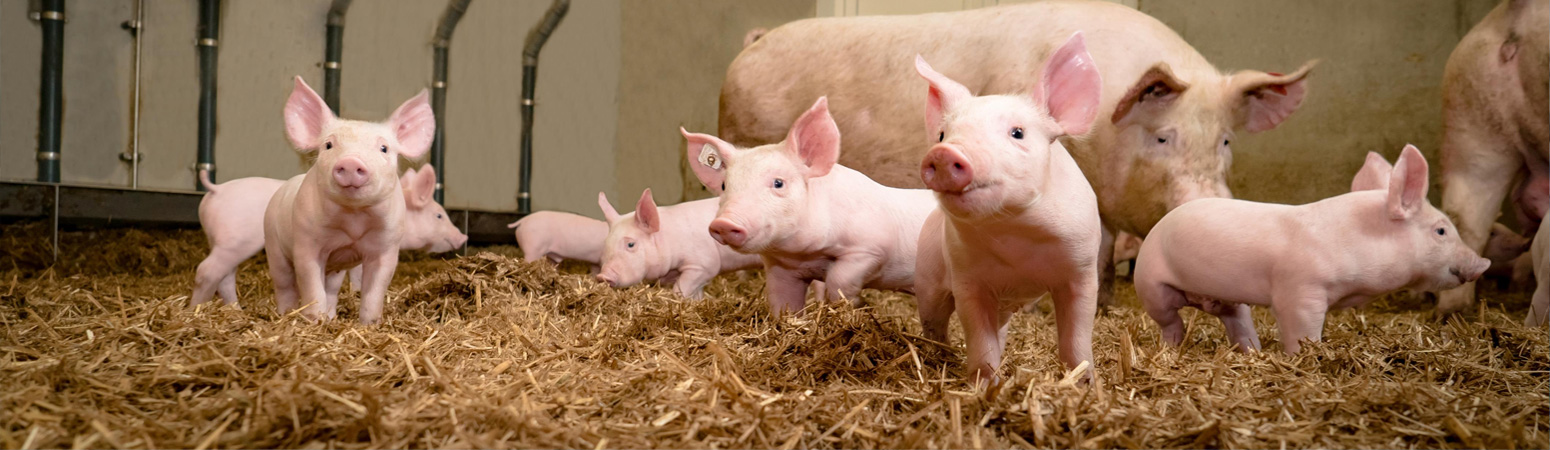 Schwein - MSD Animal Health Schweiz