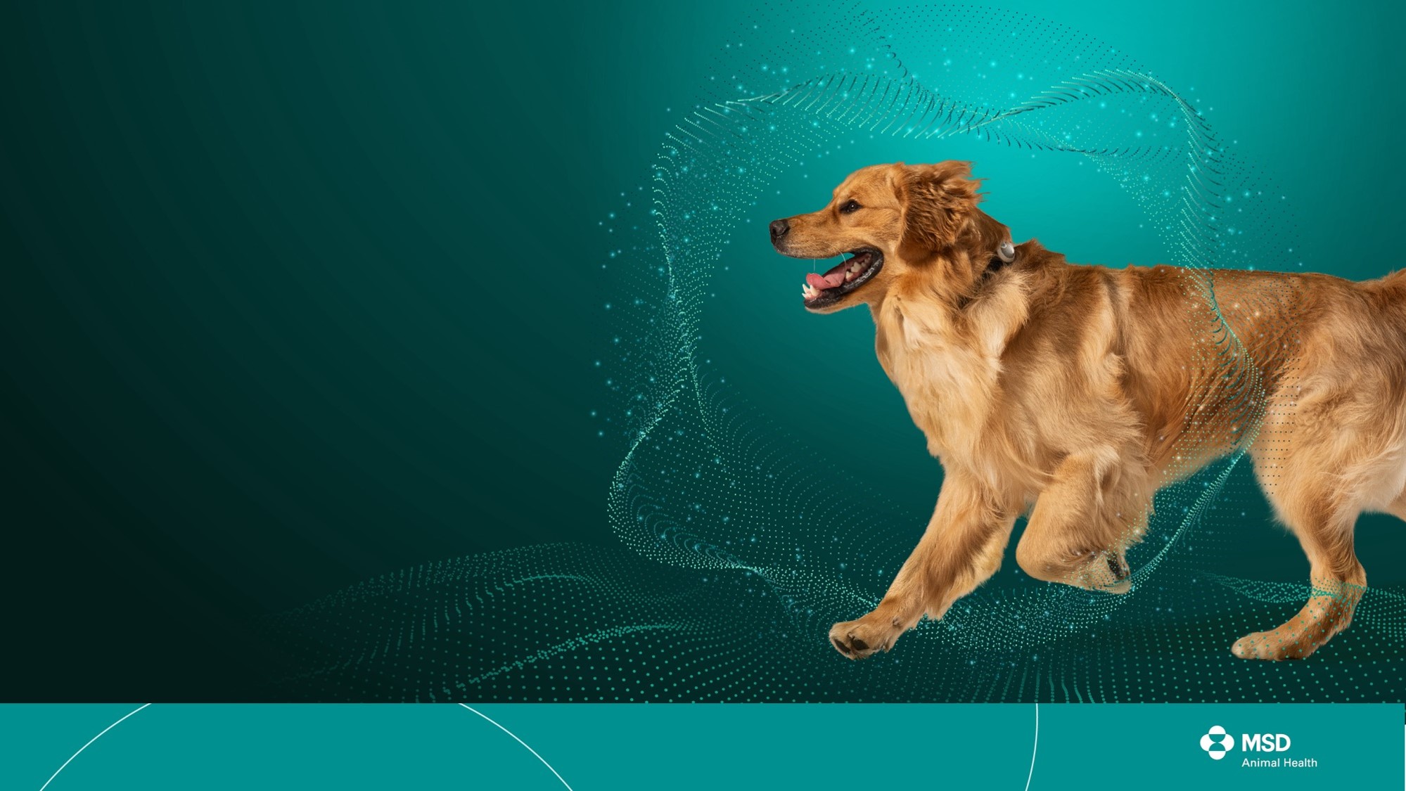 Numelvi Webinar-Registrierung - MSD Animal Health Schweiz